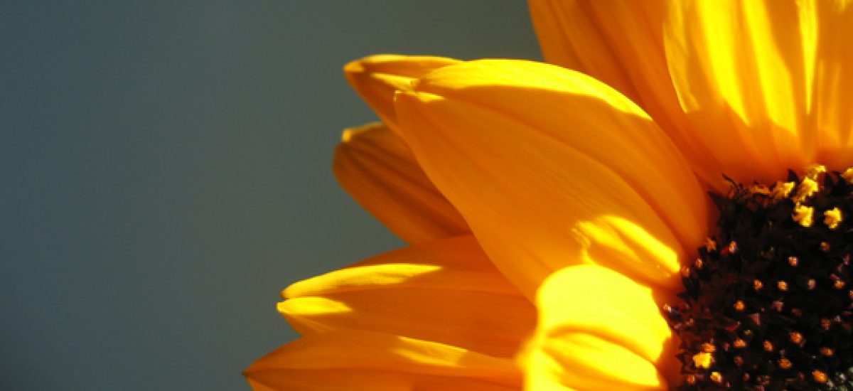 Agriculture Teacher – Cheylin – Kansas Agricultural Education Vacancies